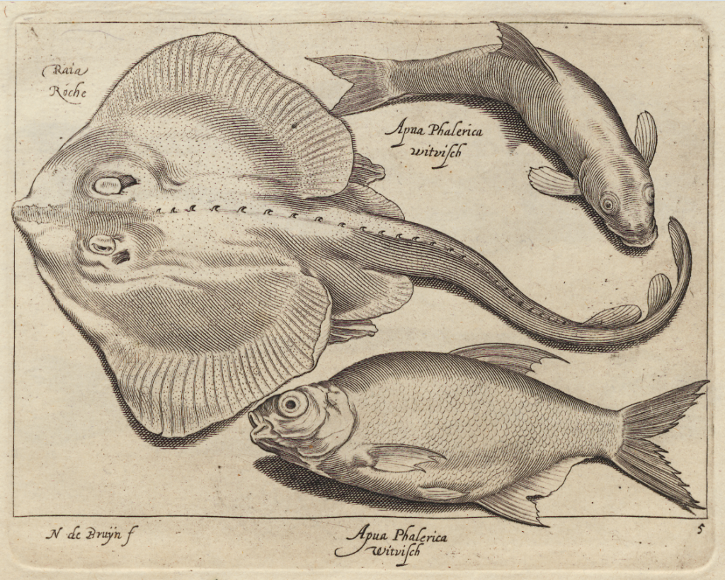 A New History of Fishes. A long-term approach to fishes in science and ...